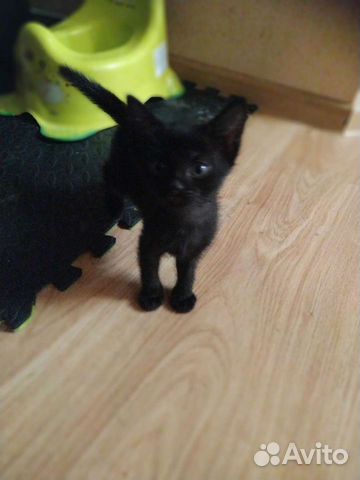 Черный котенок девочка