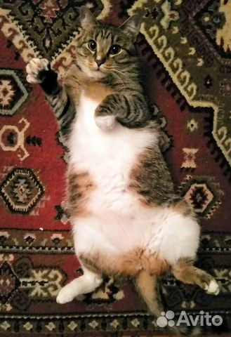 Кошка Василиса