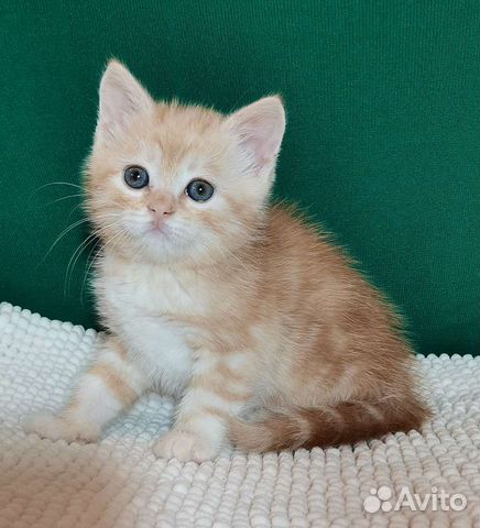 Рыжий мраморный