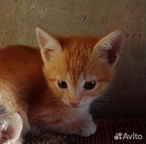 Рыжий котенок,2 мес