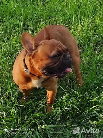 Французский бульдог вязка