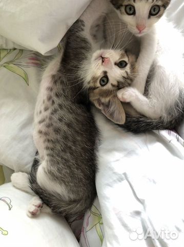 Котенок котик в дар бесплатно добрые руки