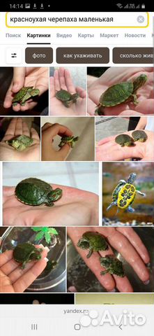 Краснохая черепаха (маленькая)