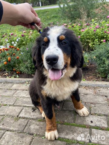 Бернский зенненхунд