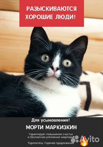 Котенок в дар