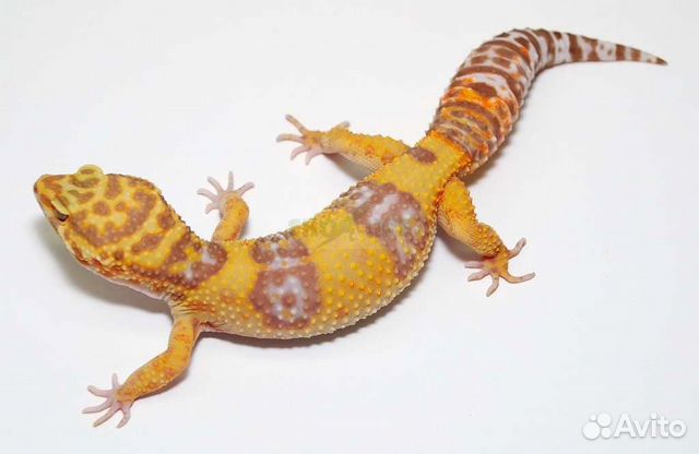Эублефар Tangerine Tremper Albino