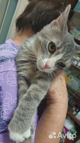 Котечка 5 мес