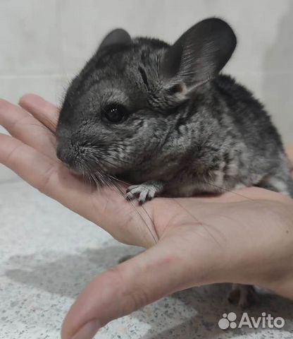 Шиншиллы, милые ручные малыши