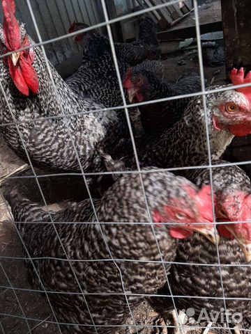 Куры молодки несушки доминант