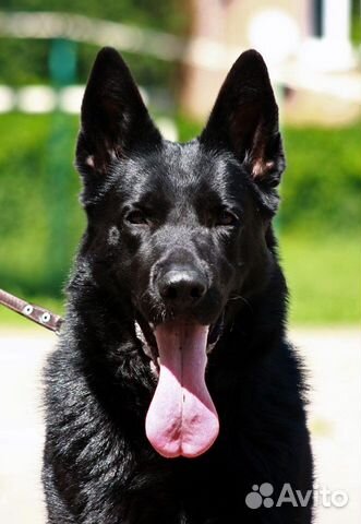 Восточноевропейская овчарка