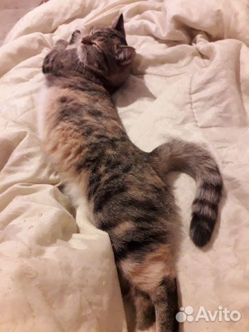 Кошка бесплатно