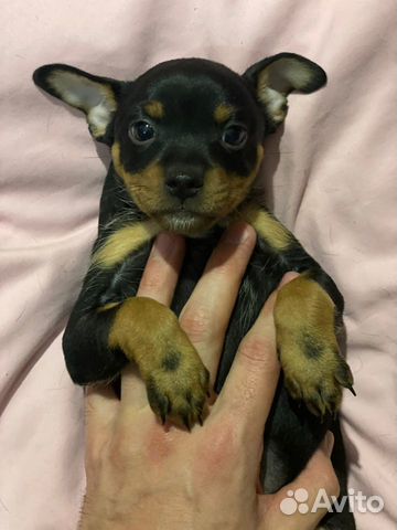 Продам щенка т