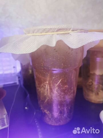 Муха Дрозофила