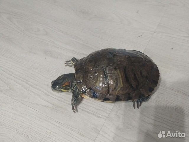 Черепаха