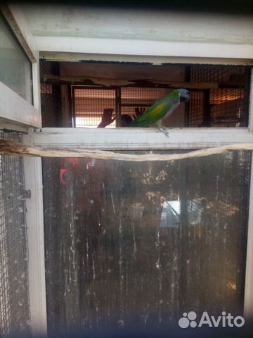 Китайский кольчатый попугай