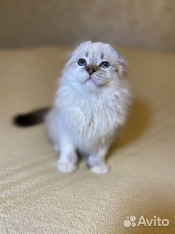 Шотландские голубоглазые котята