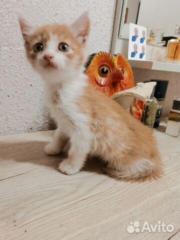 Котенок ищет дом