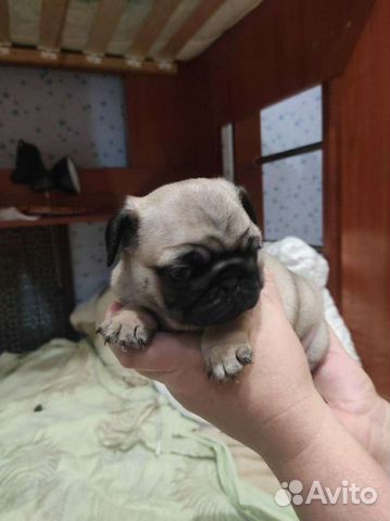 Щенки мопсята