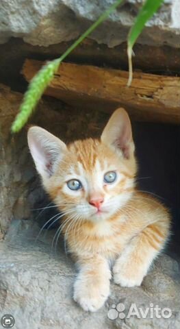 Чудесный рыжий котик
