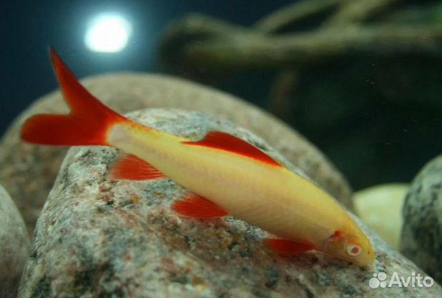 Аквариумные рыбы