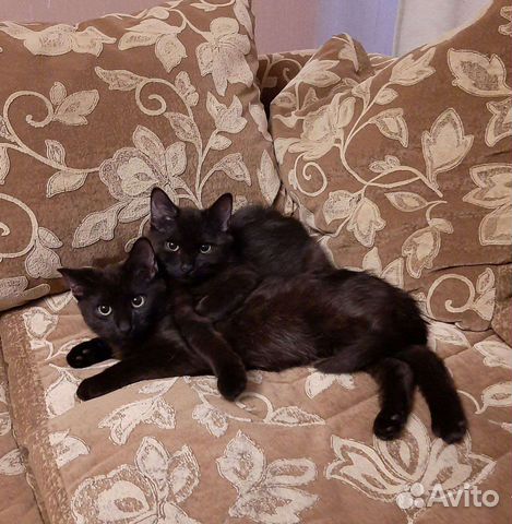 Черный котенок 4 месяца
