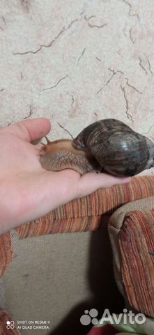 Улитки ахатины