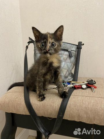 Котенок сибирская трехцветка-черепашка