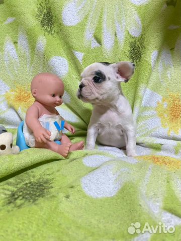 Французский бульдог