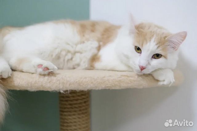 Котенок подросток в добрые руки