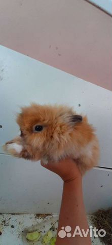 Кролики и клетка