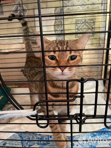 Зеленоглазое солнышко