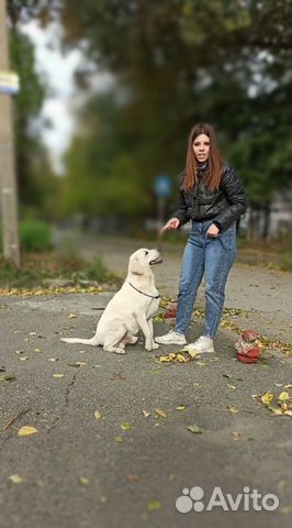 Подрощенные щенки лабрадора