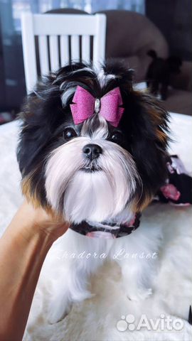 Собака