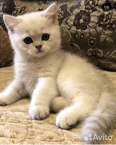 Британские чистокровные котята