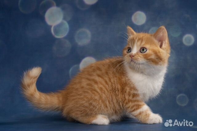 Шотландский котенок Кот страйт