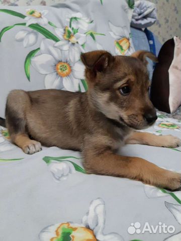 В добрые руки щенки звонки