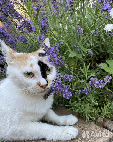 Трехцветная балерина в добрые руки
