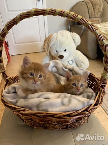 Котята в добрые руки. Кошка