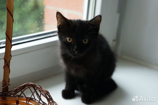 Котя Шоколадка в добрые руки