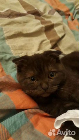 Шотланский вислоухий котенок