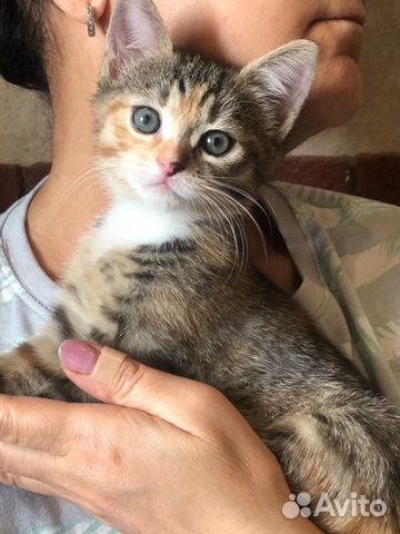 Котята в добрые руки москва