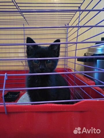 Ищет дом котенок