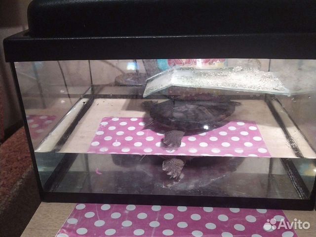 Красноухая черепаха с аквариумом