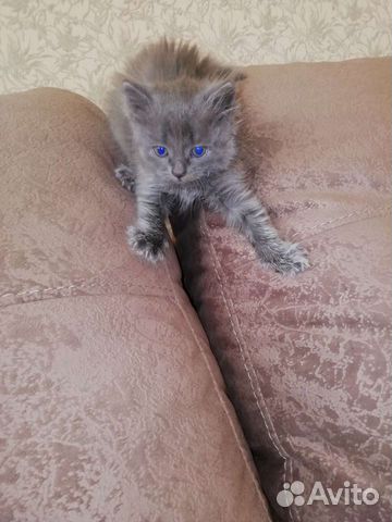 Кошкакотята