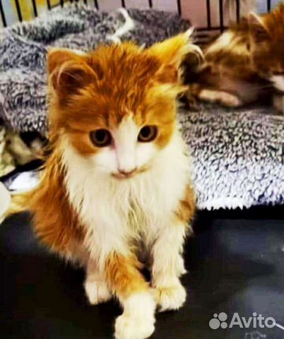 Котенок Кошечка девочка Ляля Рыжая Спасение