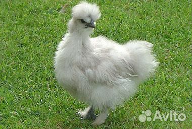 Китайские шелковые куры
