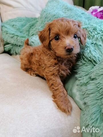 Мальтипу щенки