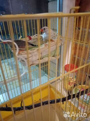 Птички Амадины