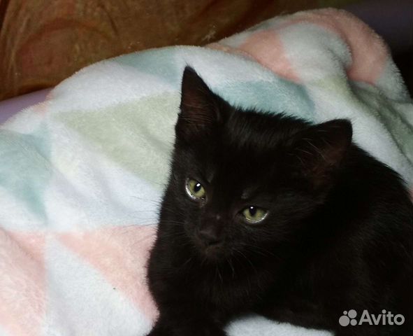 Отдам юного котика