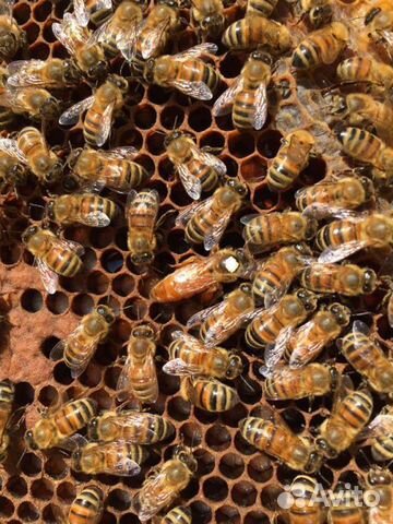 Пчеломатки Бакфаст